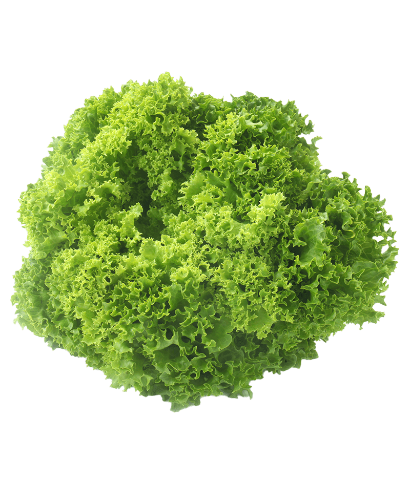 Lollo Bianco Salat online kaufen | Früchtepost Karlsruhe